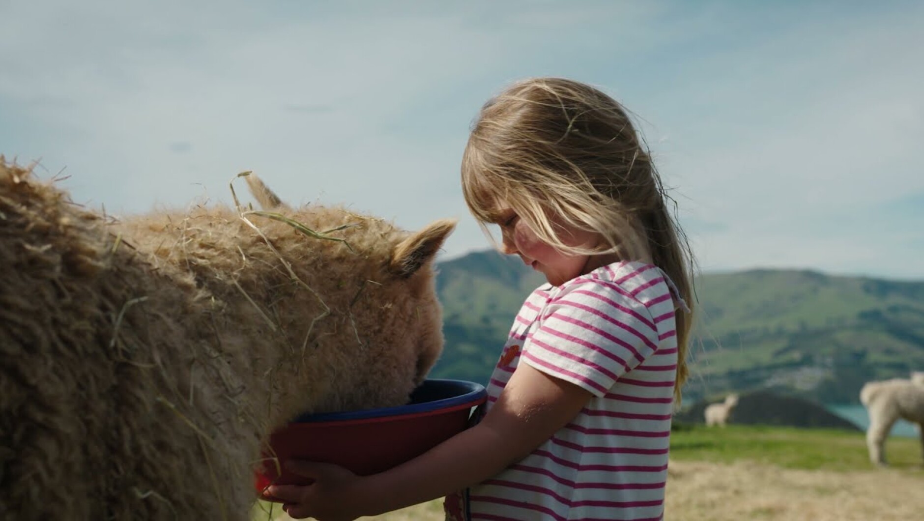 Shamarra Alpaca Farm Tours Akaroa | Activities & Day Trips in ...