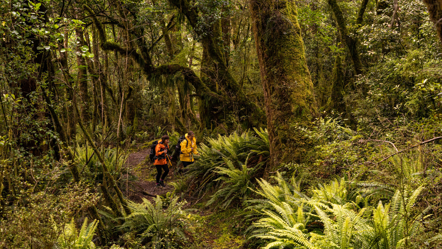Milford Track Guided Walk - Ultimate Hikes | Multi-Day Tours & Packages