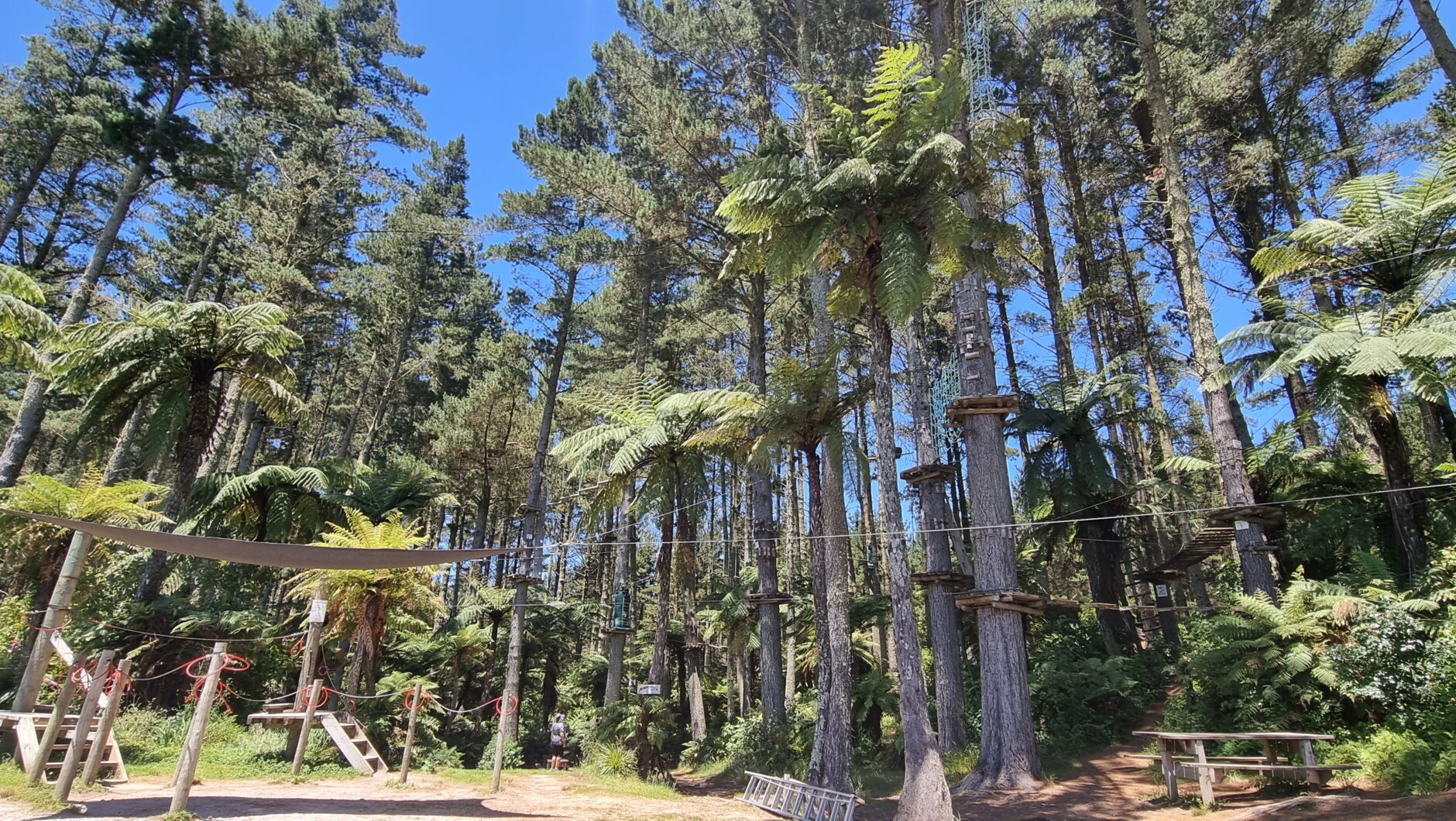 Adrenalin Forest Bay of Plenty | Activity in Bay of Plenty, New Zealand