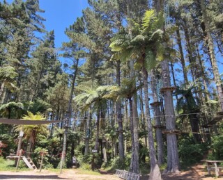 Adrenalin Forest Bay of Plenty | Activity in Bay of Plenty, New Zealand