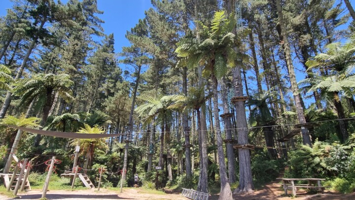 Adrenalin Forest Bay of Plenty | Activity in Bay of Plenty, New Zealand