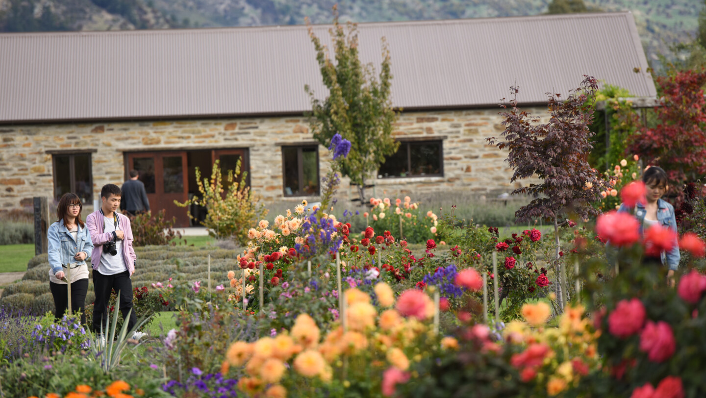 Wānaka Lavender Farm | Activities & Day Trips in Wānaka, New Zealand