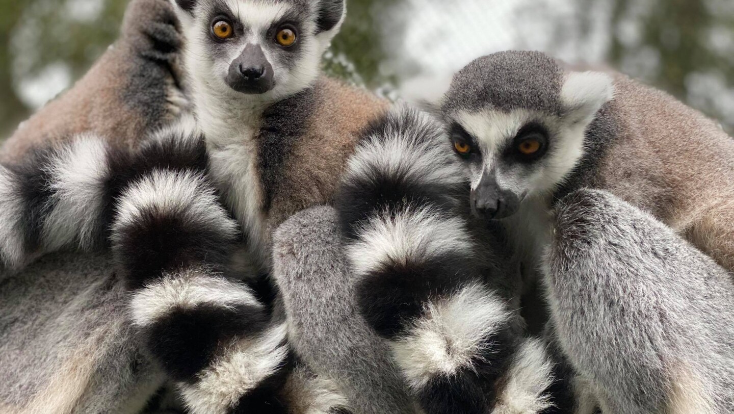Hamilton Zoo | Activities & Day Trips in Waikato, New Zealand