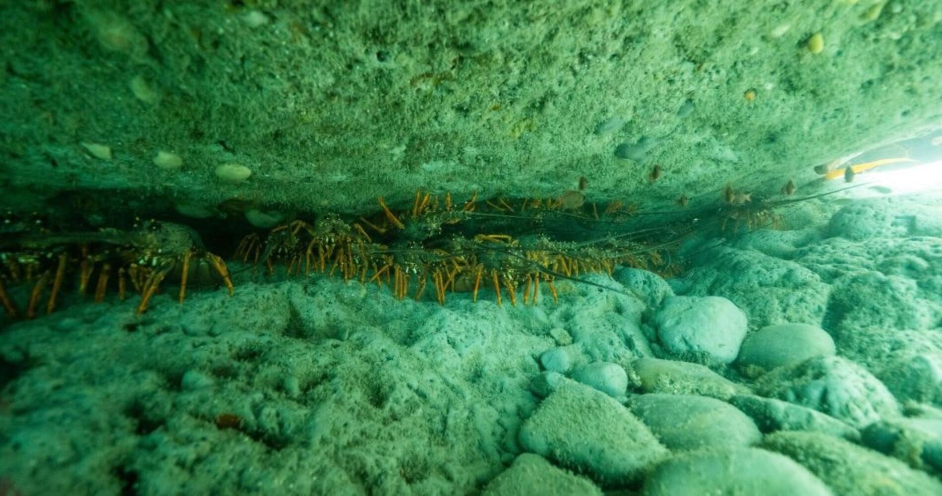 Daves' Diving Kaikoura | Activities & Day Trips in Christchurch ...