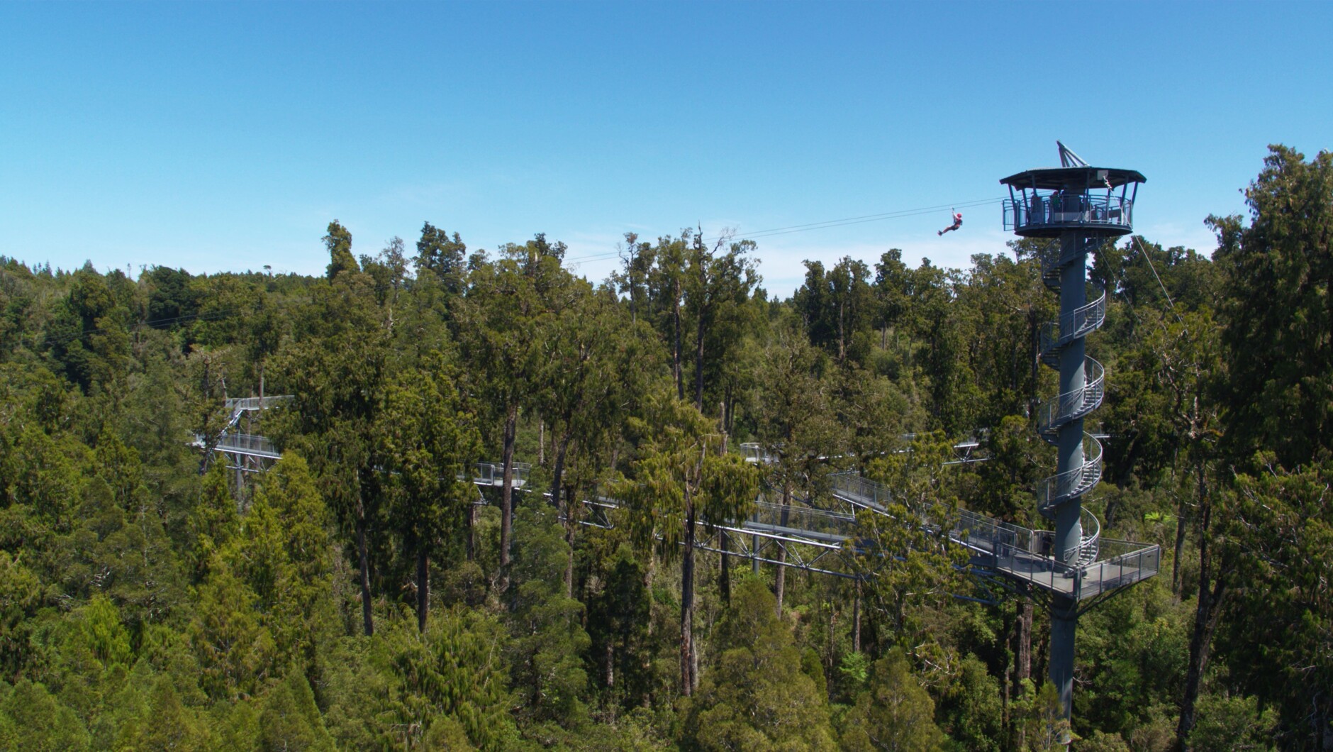 West Coast Tree Top Walk & Tower Zipline Combo | Activities & Day Trips ...