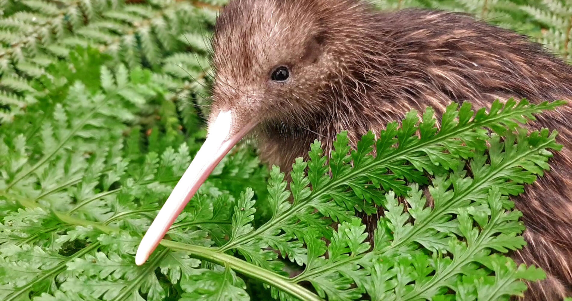 Native Icons Tour | Activities & Day Trips in Wellington, New Zealand