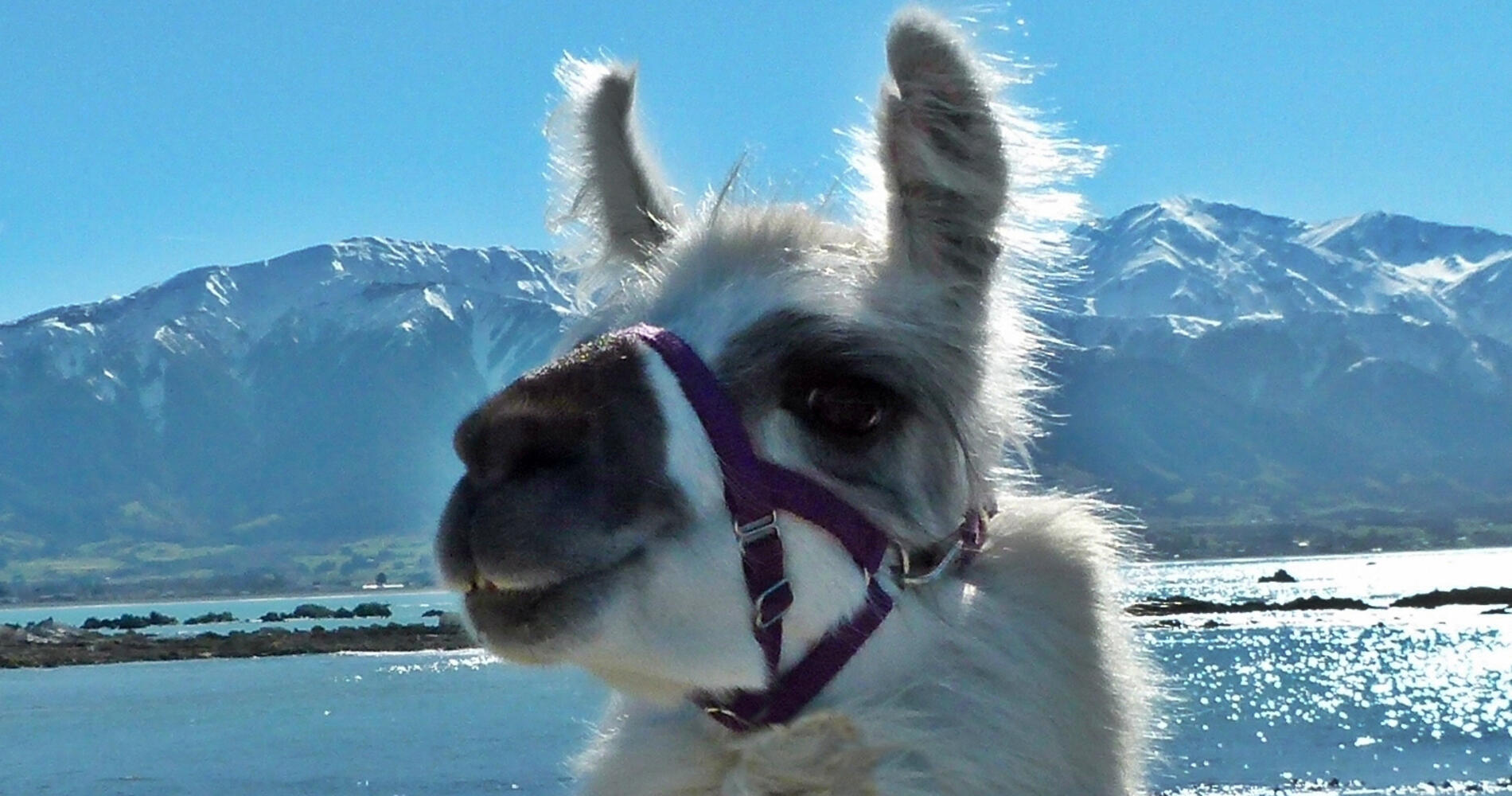 Half-day Llama Trek | Activities & Day Trips in Christchurch ...
