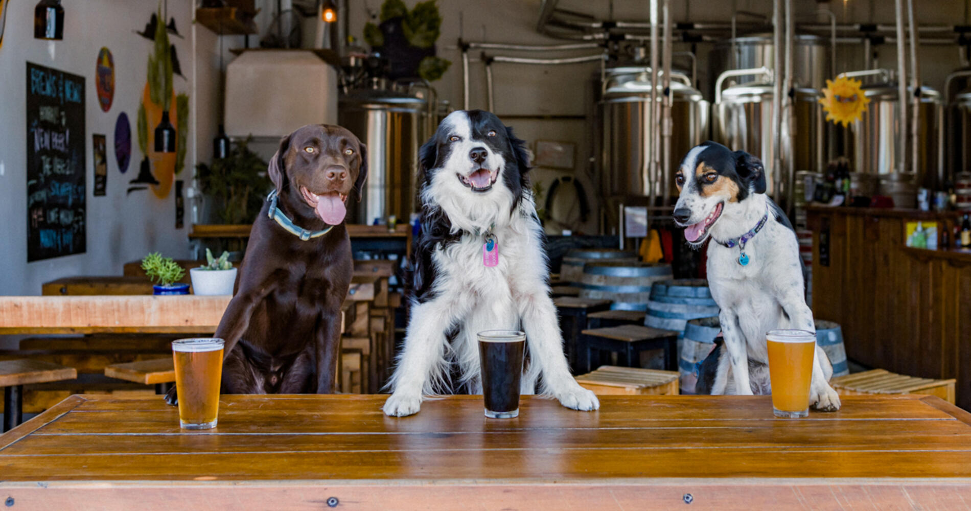 Rhyme x Reason Tasting Paddle | Activities & Day Trips in Wānaka, New ...