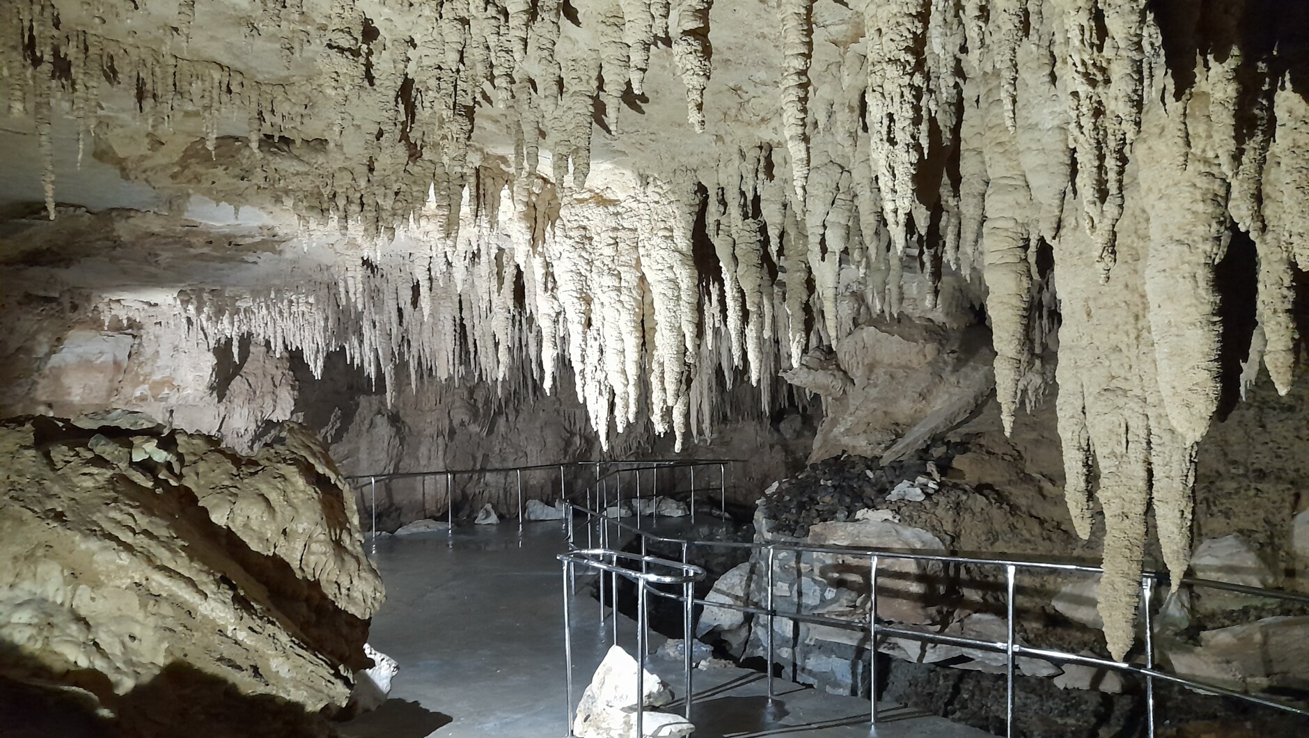 Glowworm Tours at Waipu Caves Farm Park | Activities & Day Trips in ...
