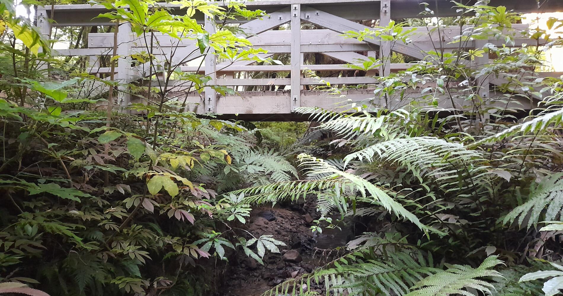 Bush Walking at Waipu Caves Farm Park | Activity in Northland & Bay of ...