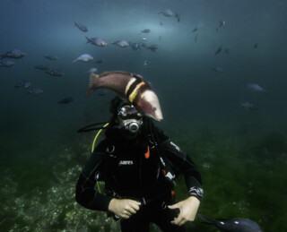 Dive NZ's first Marine Reserve, Goat Island | Activities & Day Trips in ...