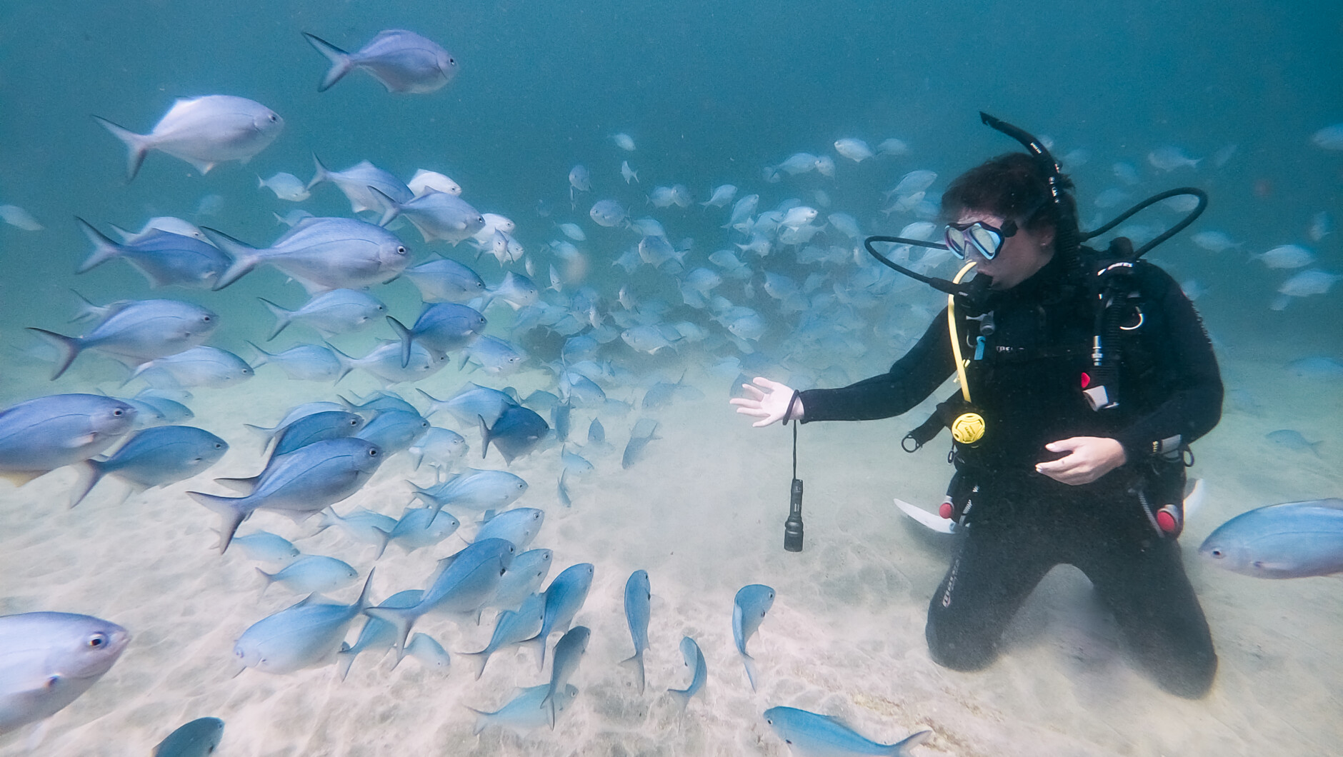 Dive NZ's first Marine Reserve, Goat Island | Activity in Auckland, New ...