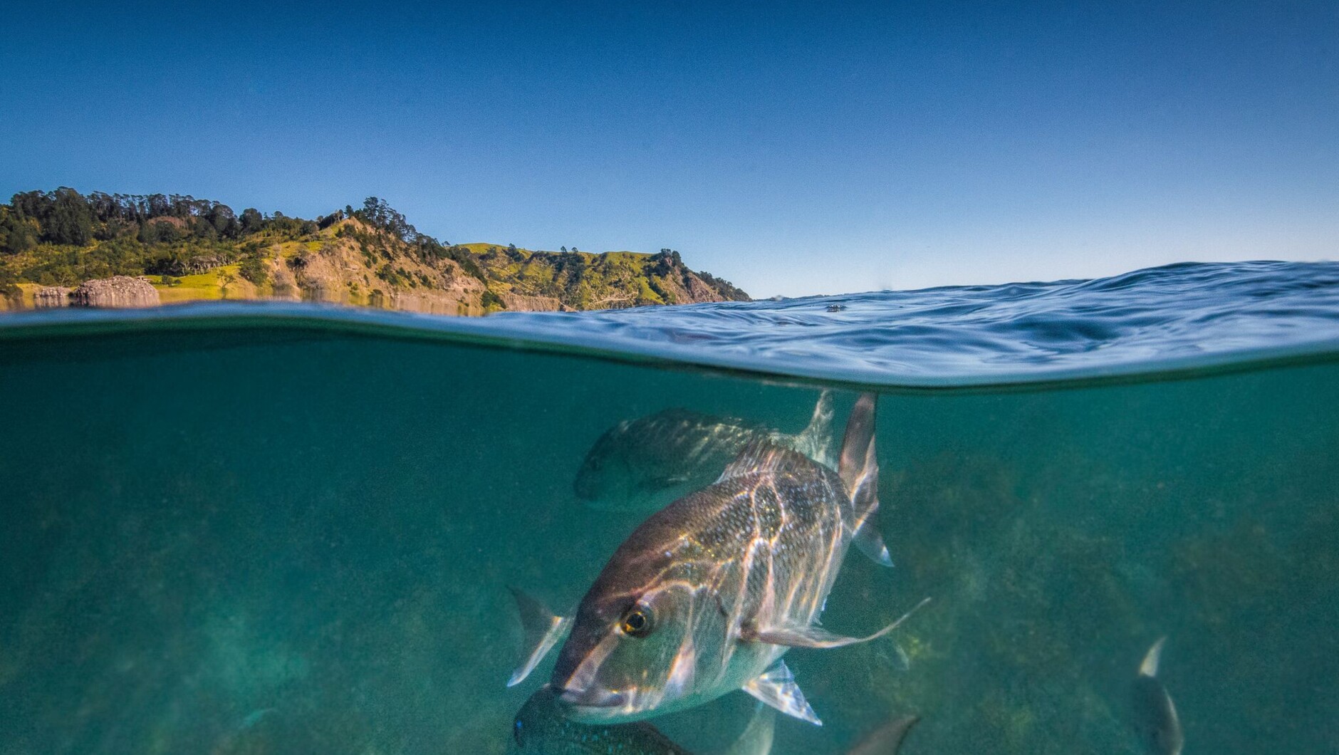 Dive NZ's first Marine Reserve, Goat Island | Activity in Auckland, New ...