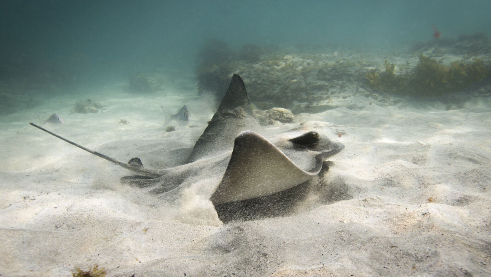 Dive NZ's first Marine Reserve, Goat Island | Activity in Auckland, New ...