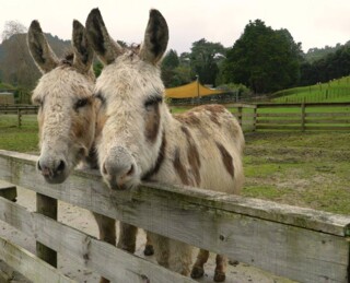 Sheepworld | Activities & Day Trips in Auckland, New Zealand