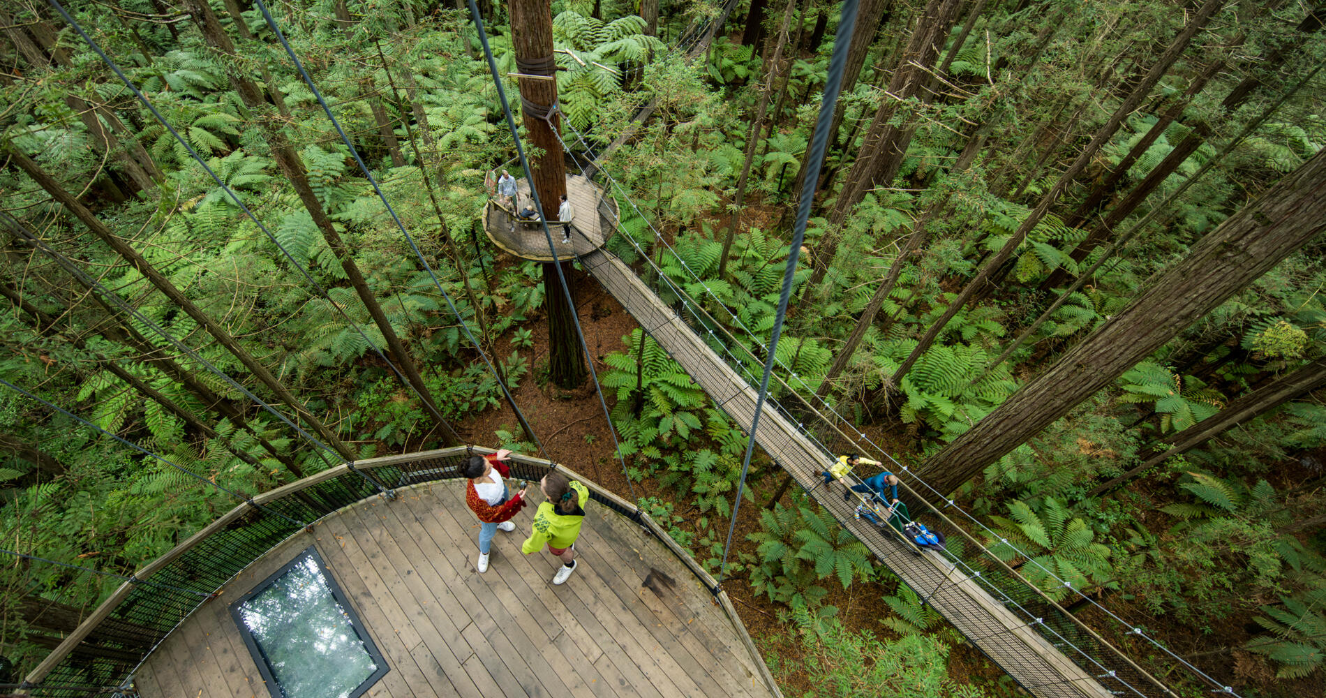 Redwoods Treewalk | Activities & Day Trips in Rotorua, New Zealand