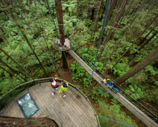 Redwoods Treewalk | Activities & Day Trips in Rotorua, New Zealand