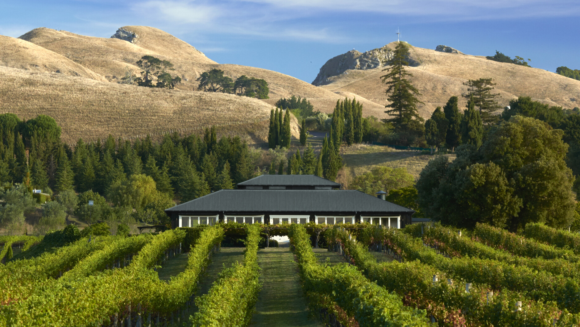 Black Barn Vineyards | Activity in Hawke's Bay, New Zealand