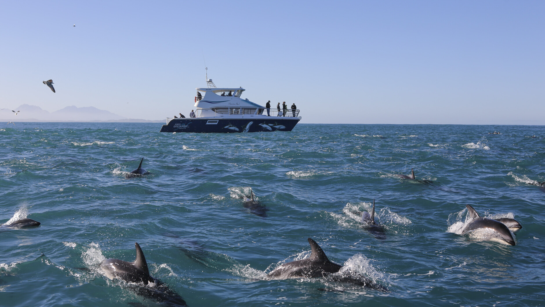 Dolphin Encounter | Activities & Day Trips in Christchurch - Canterbury ...