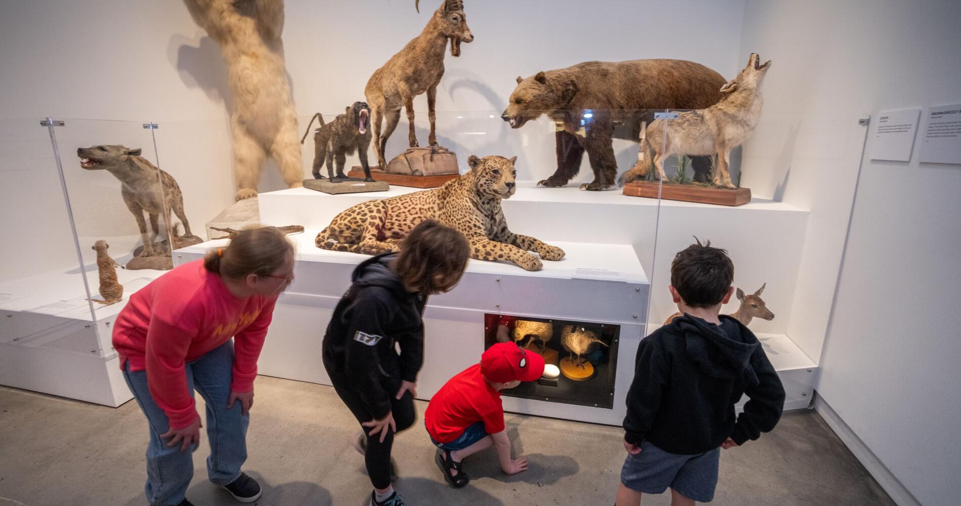 Canterbury Museum Pop-Up | Activities & Day Trips in Christchurch ...