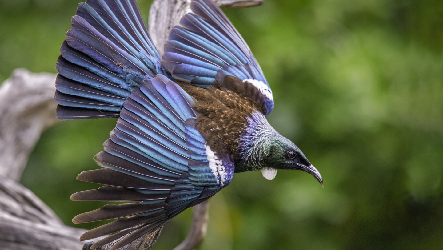 Explore Group - Explore Tiritiri Matangi Island | Activity in Auckland ...