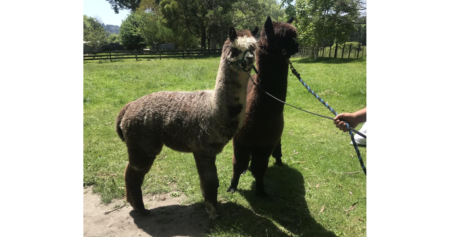 An Alpaca Experience at Te Korito Alpacas | Activity in Whanganui, New ...