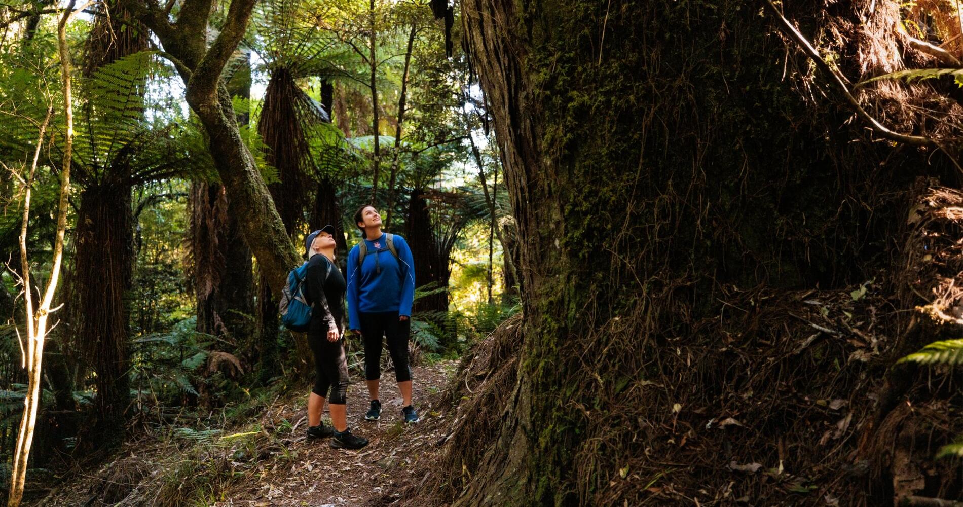 Walking or Hiking the Waihora Trail | Activities & Day Trips in Taupō ...