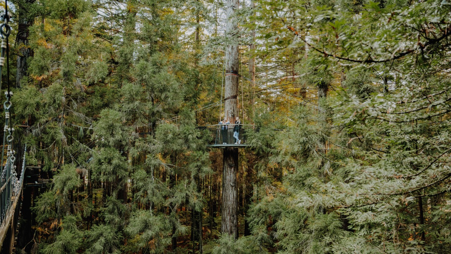Redwoods Treewalk | Activities & Day Trips in Rotorua, New Zealand