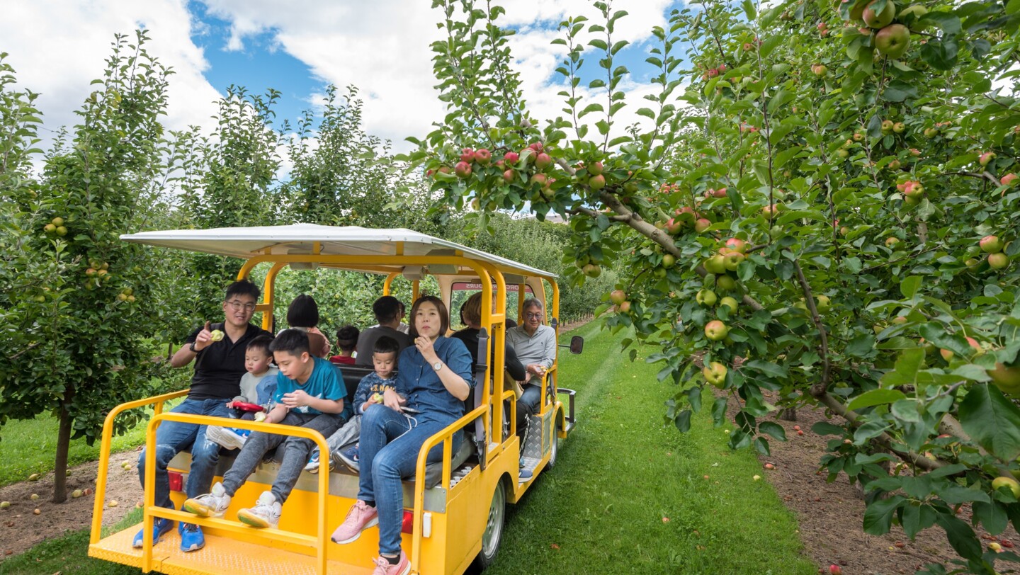Jackson Orchards - Fruitstall & Guided Orchard Tours | Activities & Day ...