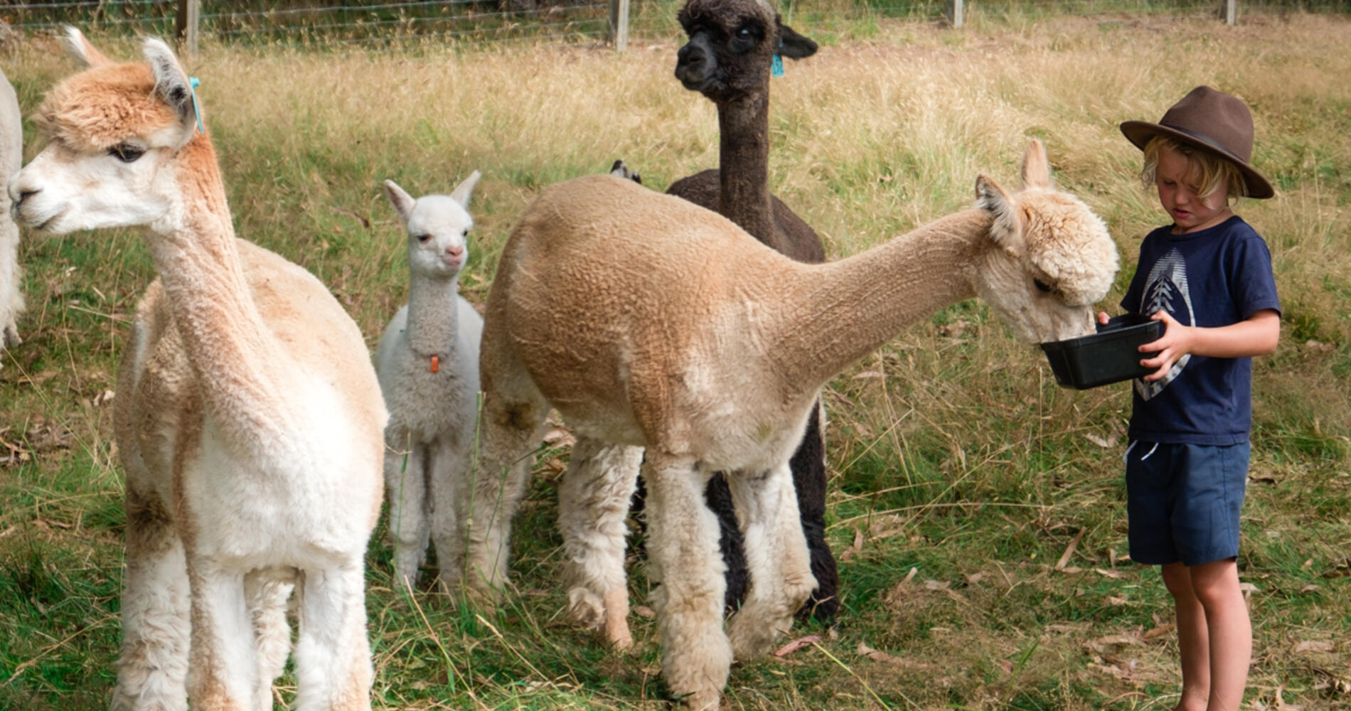 Kepler Mountain View Alpaca Farm Tours | Activities & Day Trips in ...