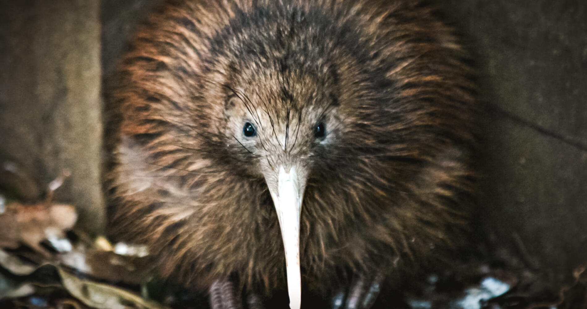 Pūkaha National Wildlife Centre Self Guided Entry | Activities & Day ...