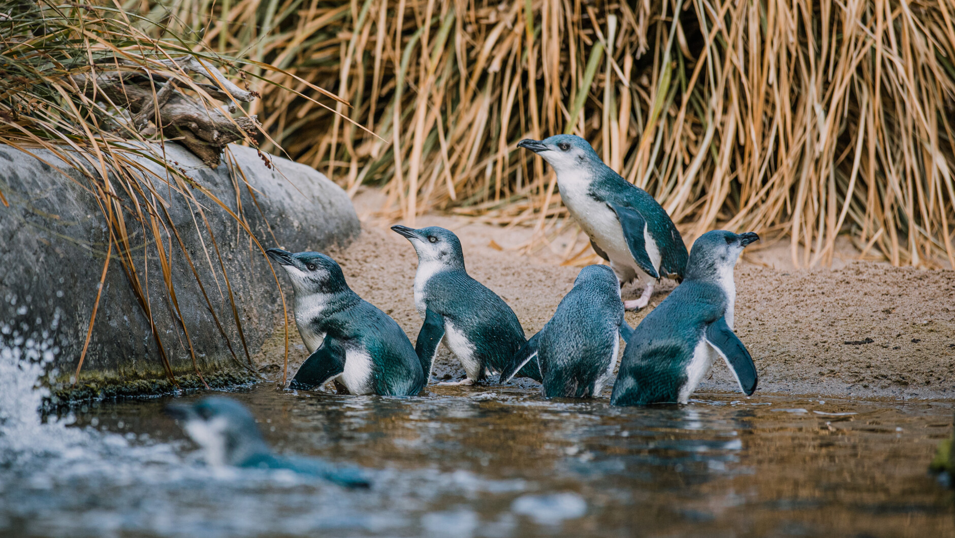 General Admission - National Aquarium of New Zealand | Activities & Day ...