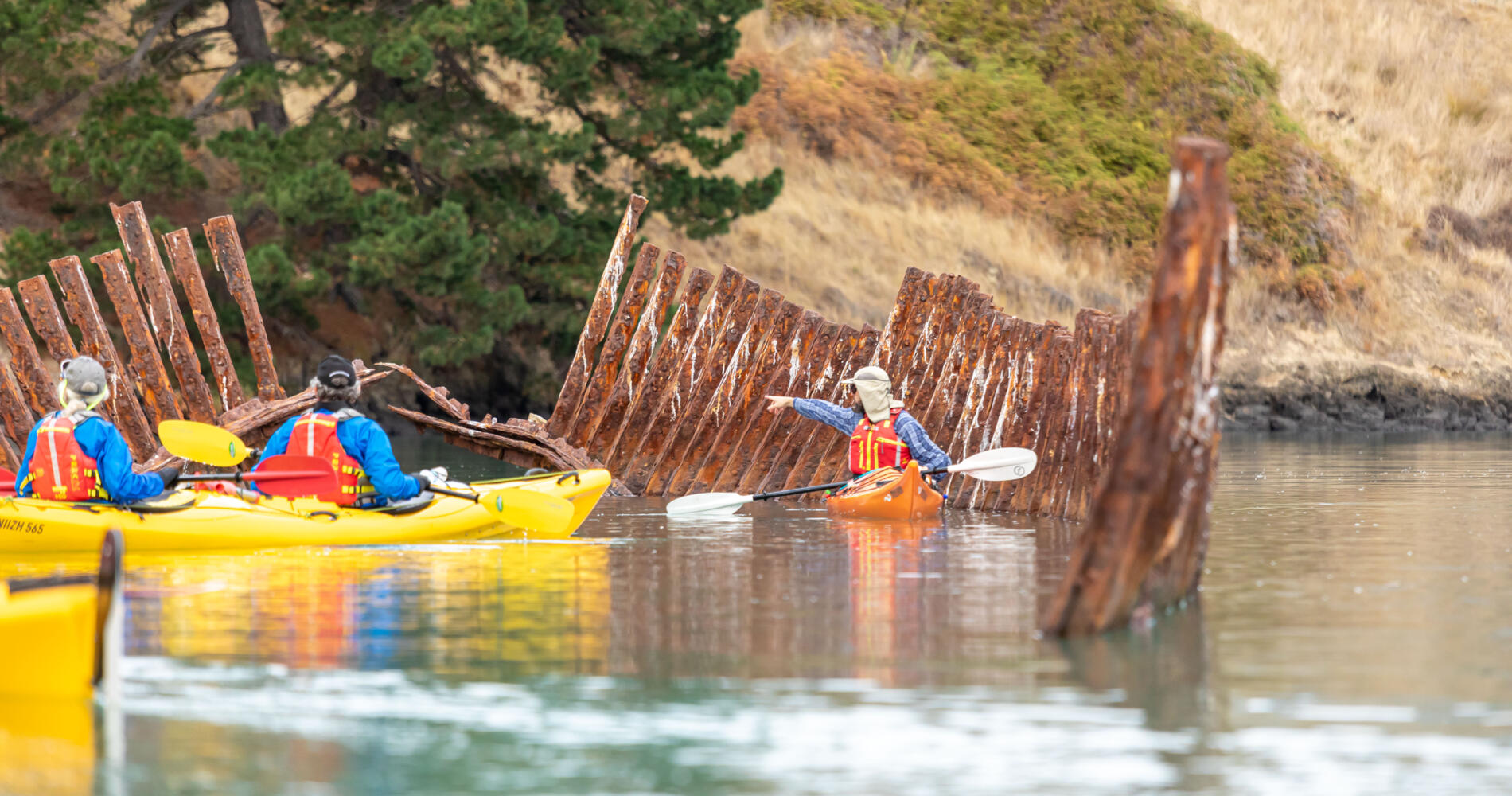 Sea Kayaking Lyttelton Harbour and Quail Island from Christchurch ...