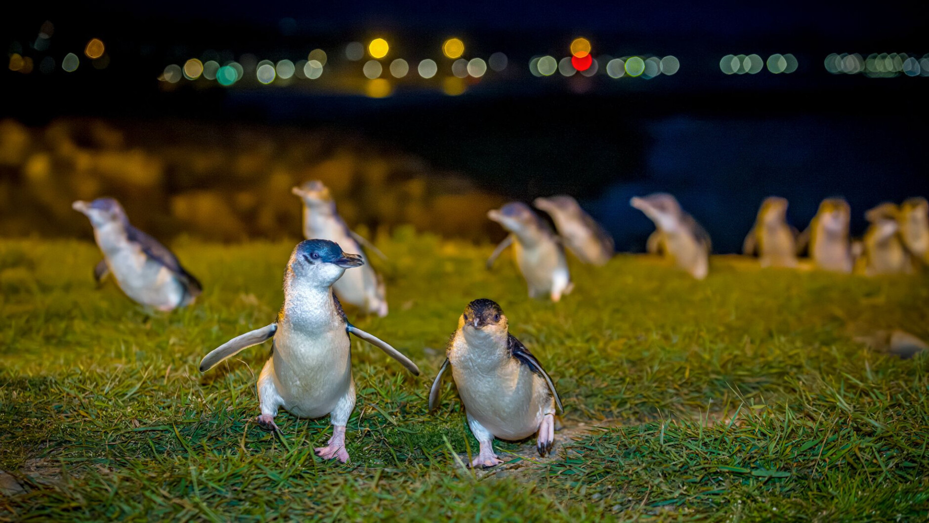 Evening viewing at the Ōamaru Blue Penguin Colony | Activities & Day ...