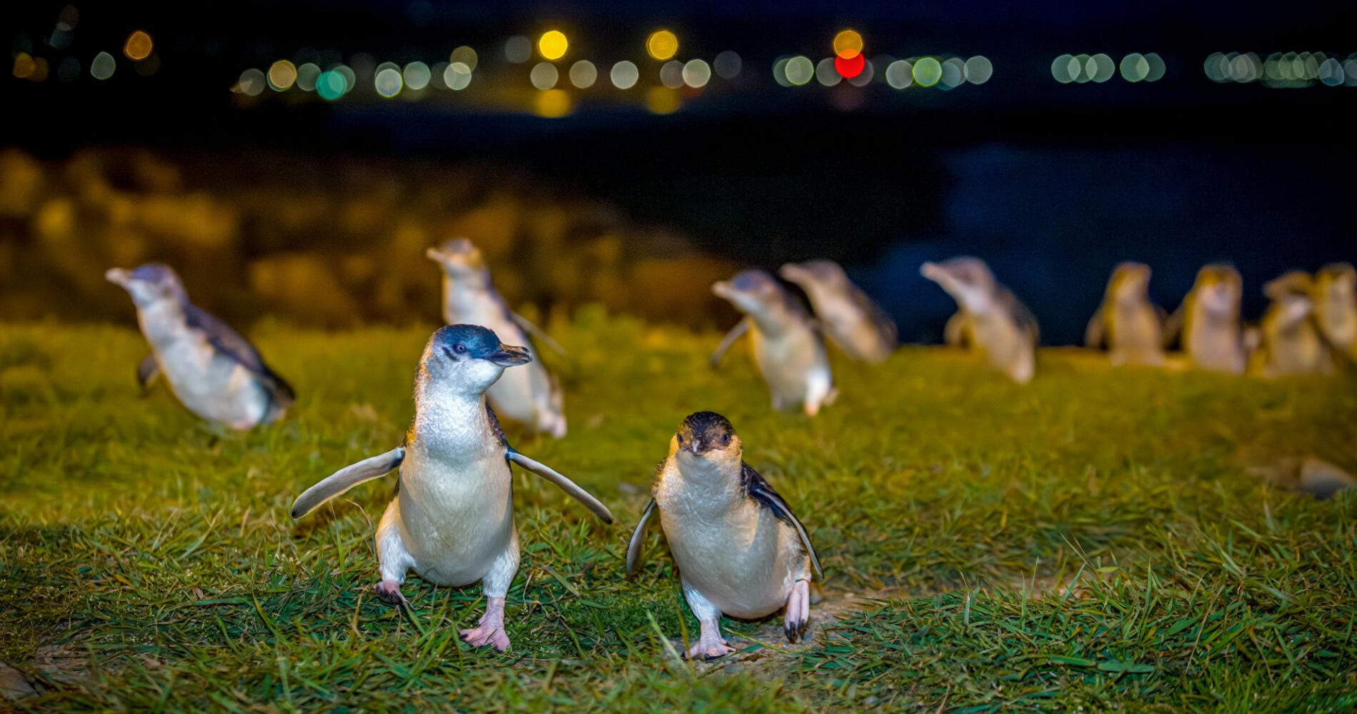Evening viewing at Ōamaru Penguins | Activities & Day Trips in Waitaki ...