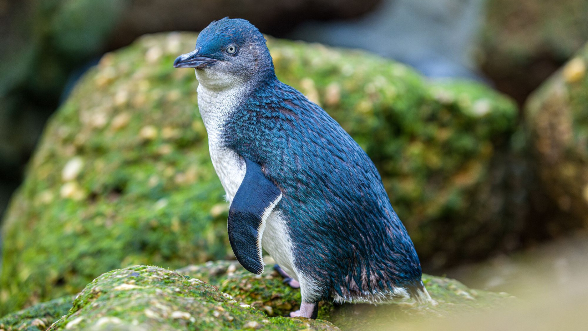 Evening viewing at the Ōamaru Blue Penguin Colony | Activities & Day ...