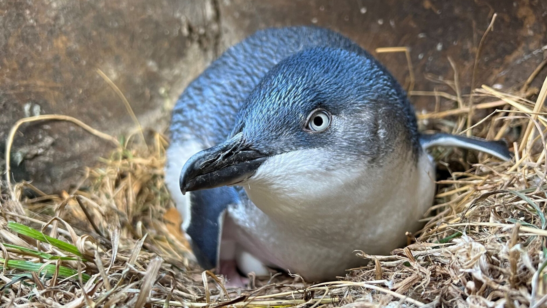 Evening viewing at the Ōamaru Blue Penguin Colony | Activities & Day ...