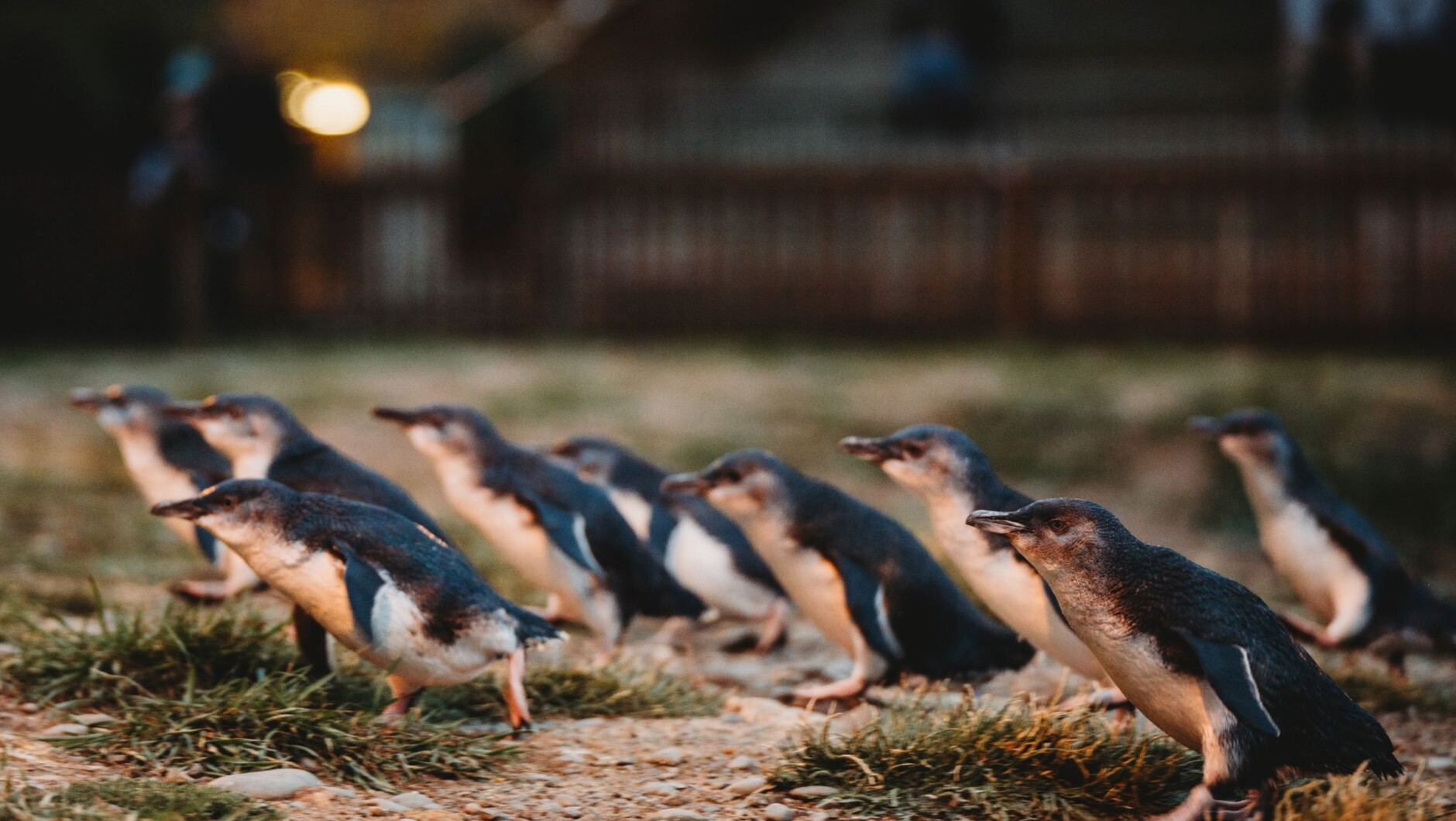 Evening viewing at the Ōamaru Blue Penguin Colony | Activities & Day ...