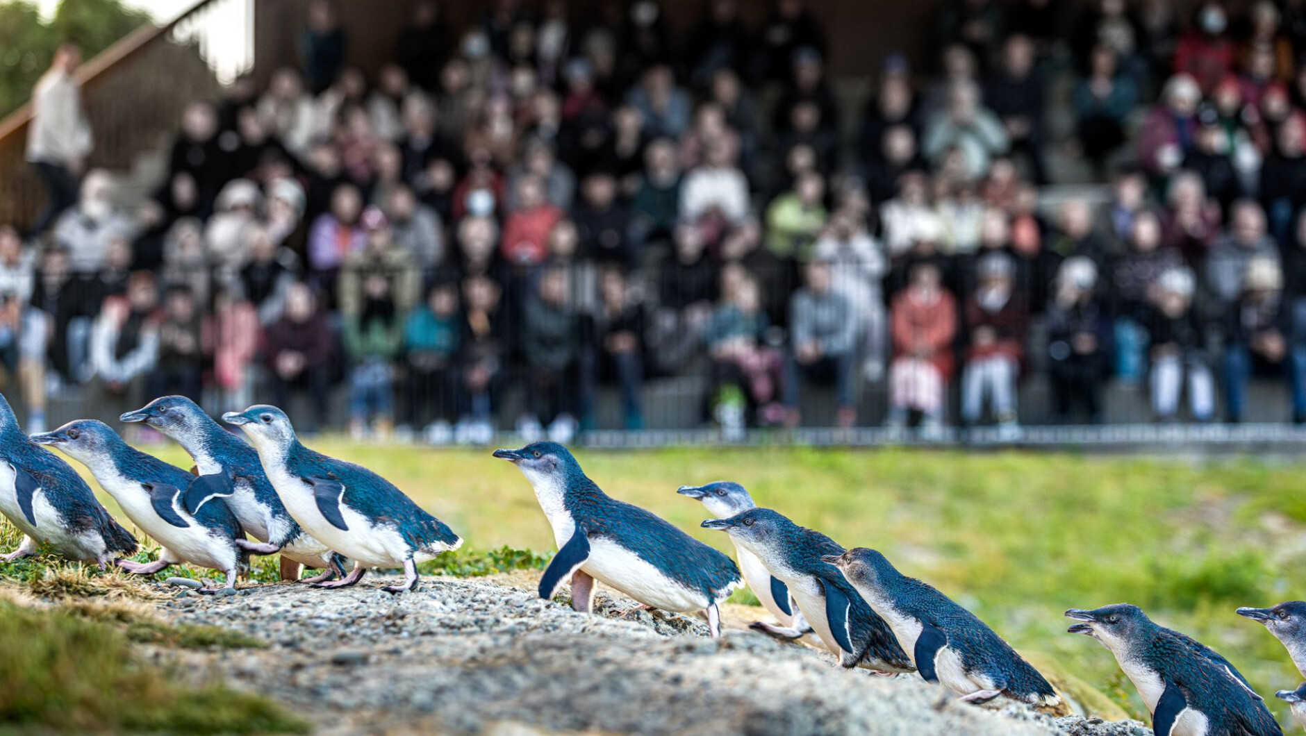 Evening viewing at the Ōamaru Blue Penguin Colony | Activities & Day ...