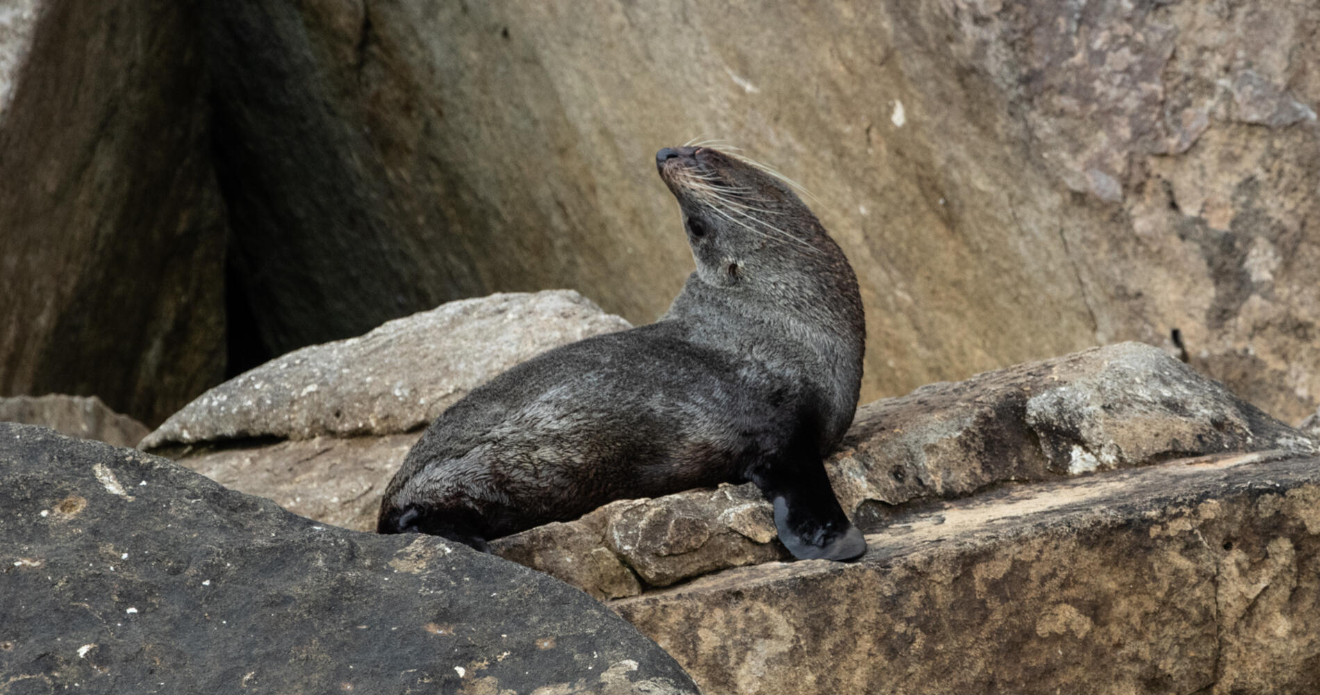 Abel Tasman Sea Shuttle - Discoverer Day Option A | Activities & Day ...