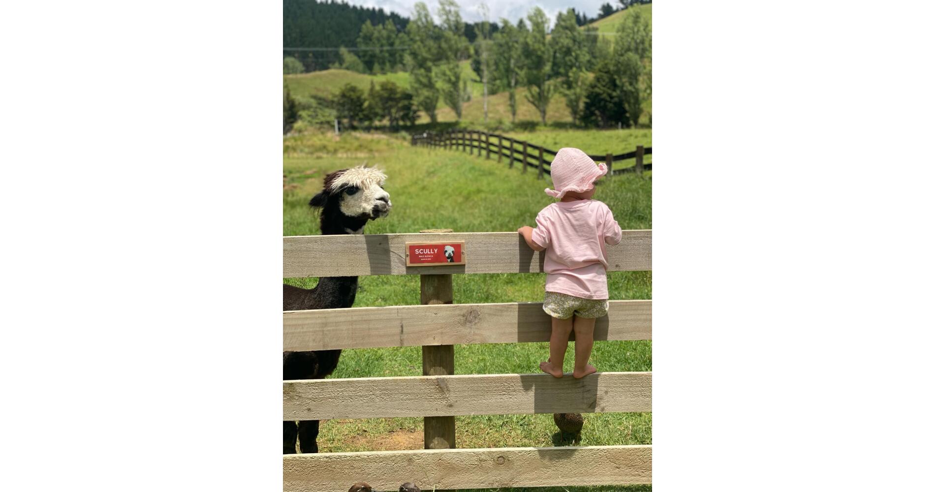 Sheepworld Farm Park | Activities & Day Trips in Auckland, New Zealand