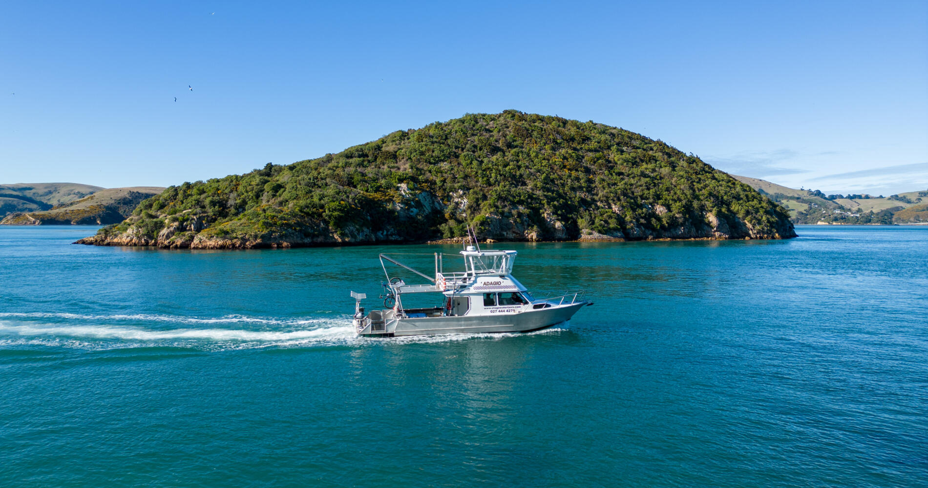 Harbour, Albatross and Wildlife Cruise on Otago Harbour | Activities ...