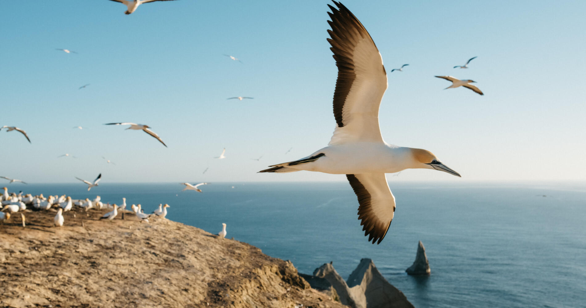 Shore Excursion to Cape Kidnappers Gannet Colony - Napier | Activities ...