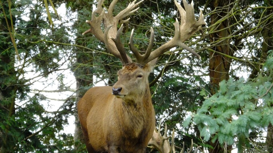 Fiordland Guided Hunting | Activities & Day Trips in Fiordland, New Zealand