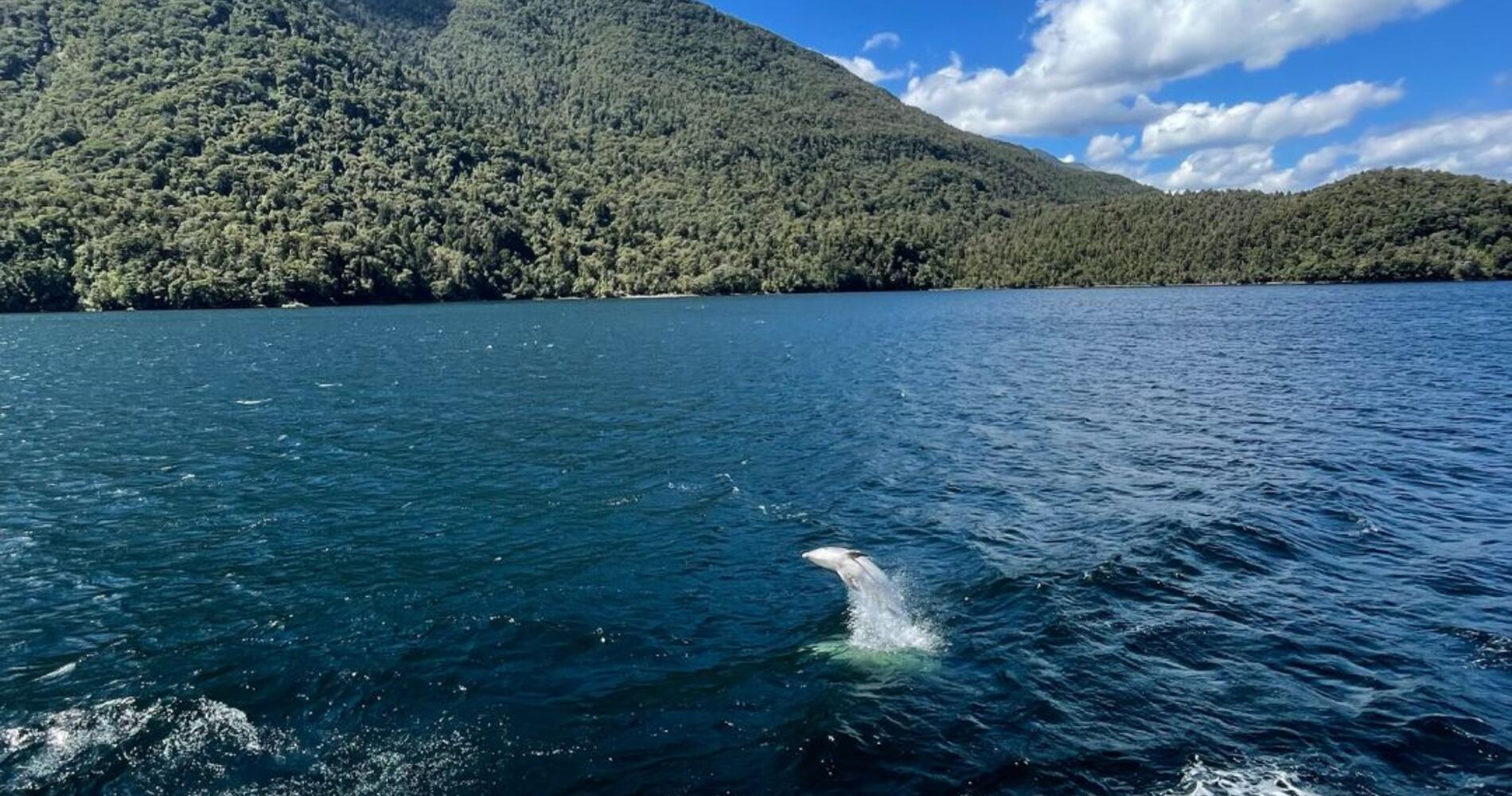 Whispers of Doubtful Sound Day Tour - Alpine Luxury Tours | Activities ...