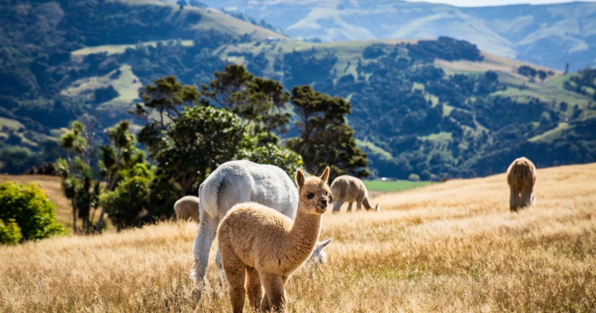 Akaroa Day Tour - Alpine Luxury Tours | Activities & Day Trips in ...