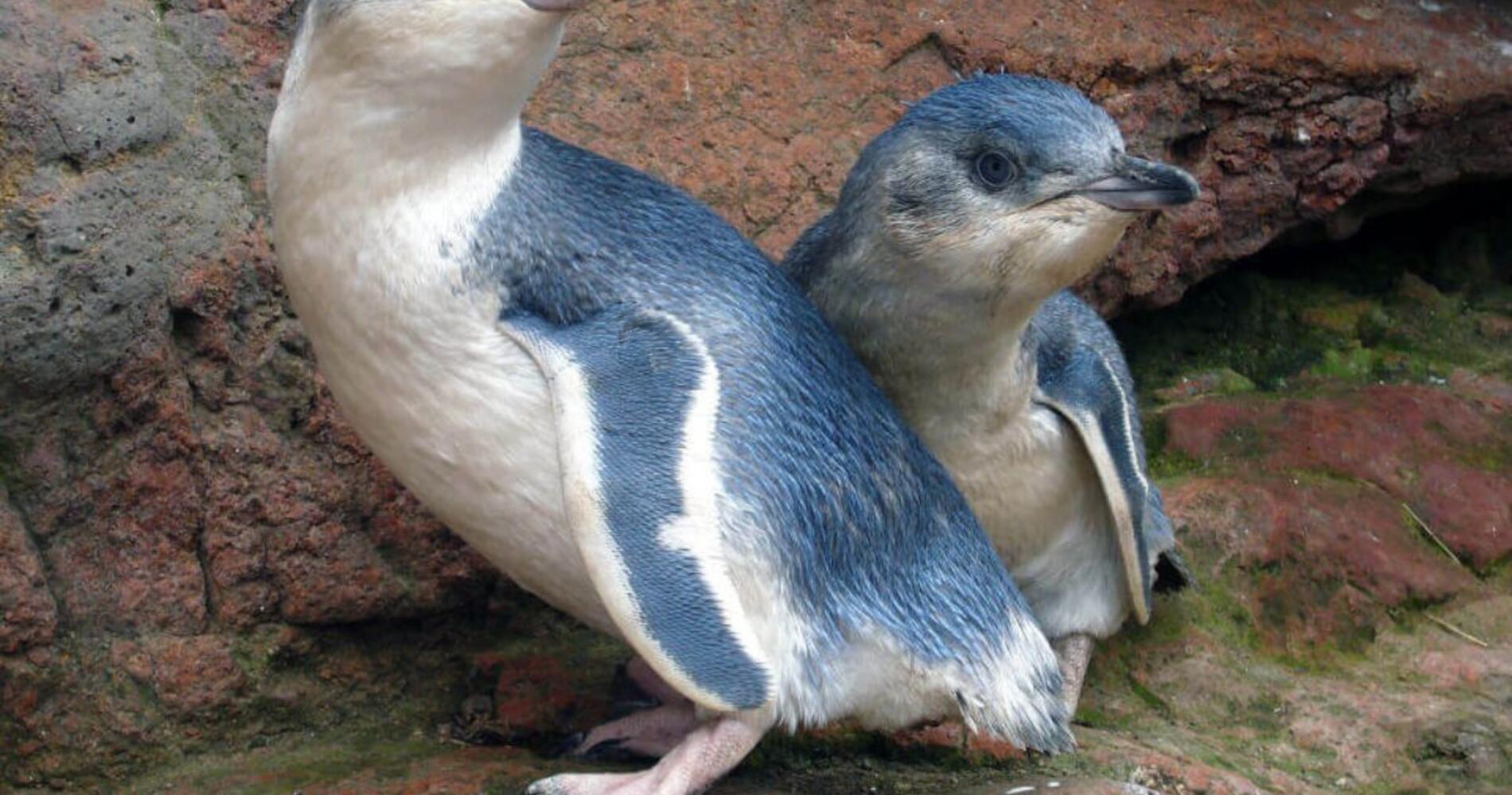 Evening Akaroa Penguin Tour - Alpine Luxury Tours | Activities & Day ...