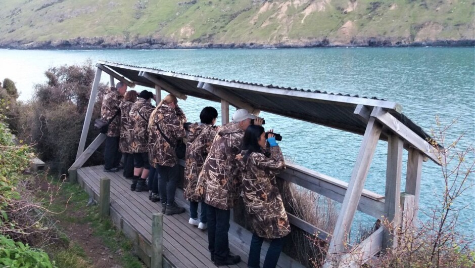 Evening Akaroa Penguin Tour - Alpine Luxury Tours | Activities & Day ...