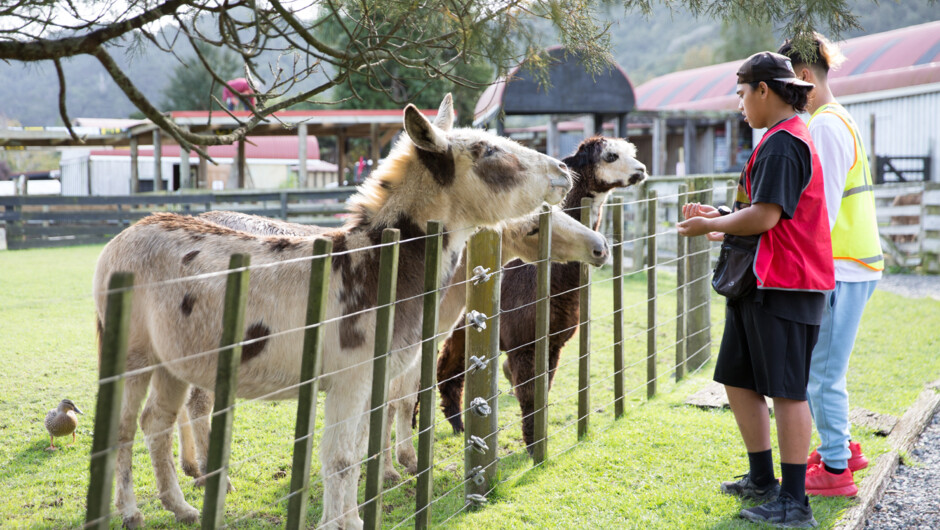 Sheep World Tour - Coast to Coast Tours | Multi-Day Tours & Packages