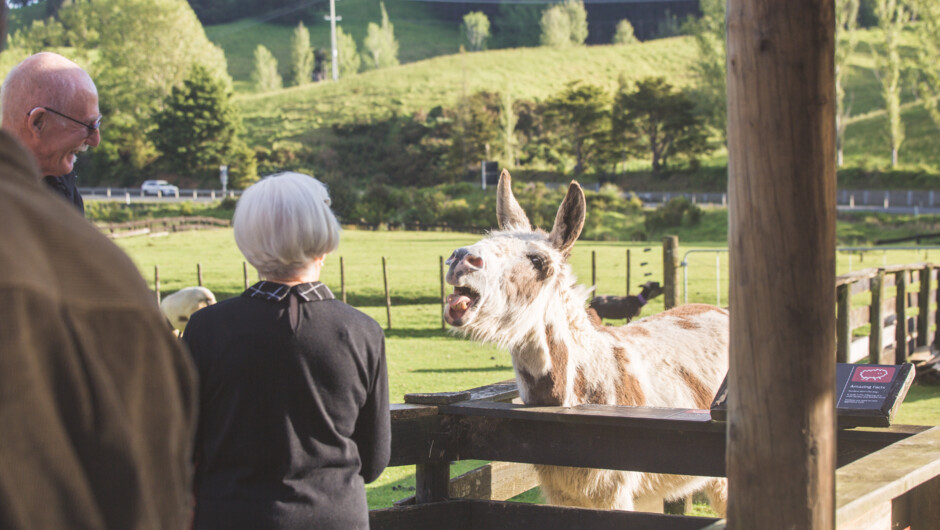 Sheep World Tour - Coast to Coast Tours | Multi-Day Tours & Packages